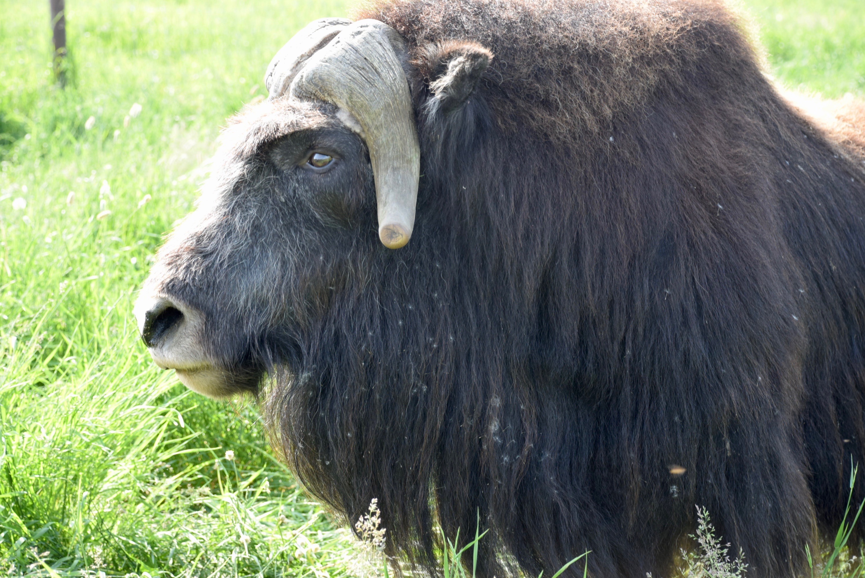 Musk Ox in Palmer | The Principles of Being